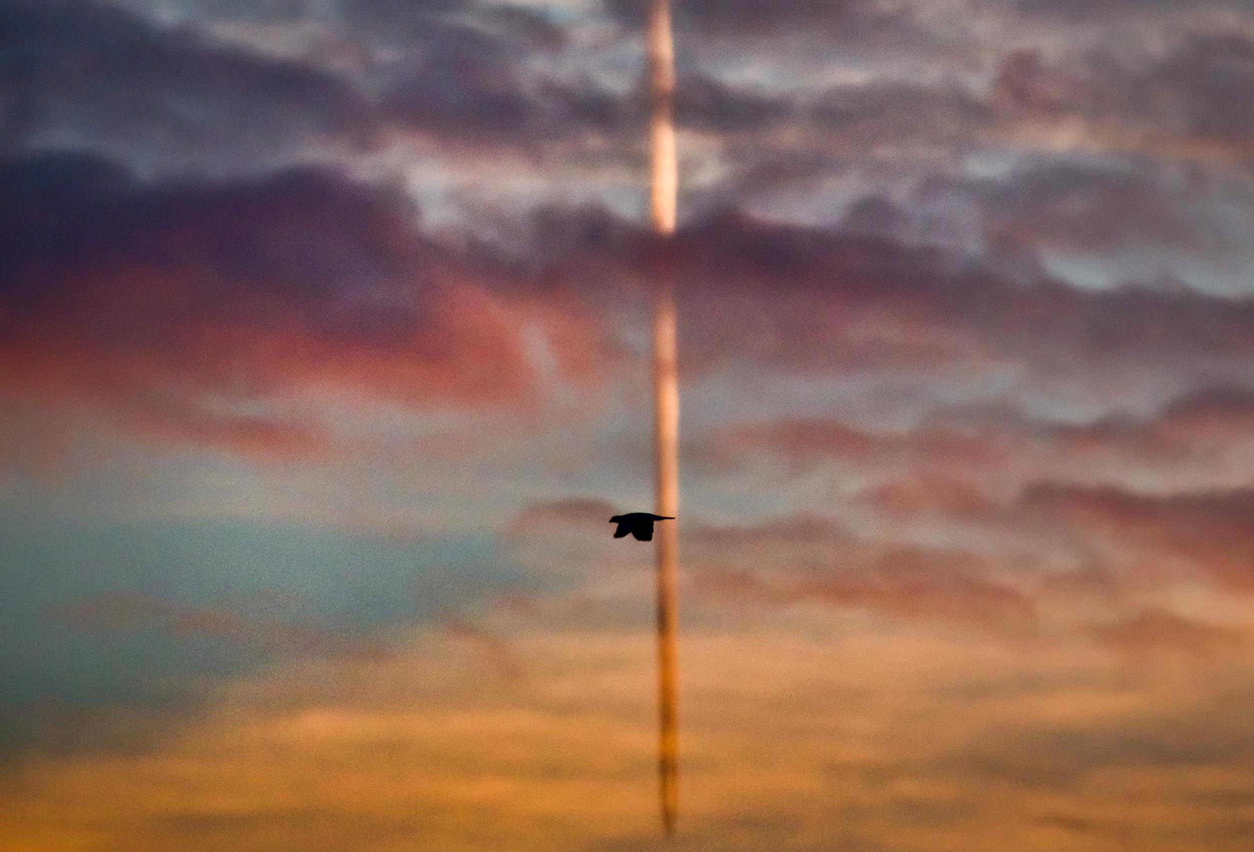 Pidgeon Crossing | FranksFrankfurt - Daily Sidebars